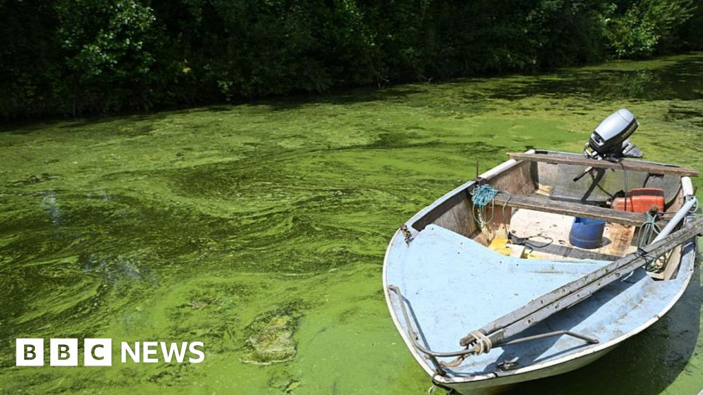 Lough Neagh: Meeting held over 'heart-wrenching' blue-green algae