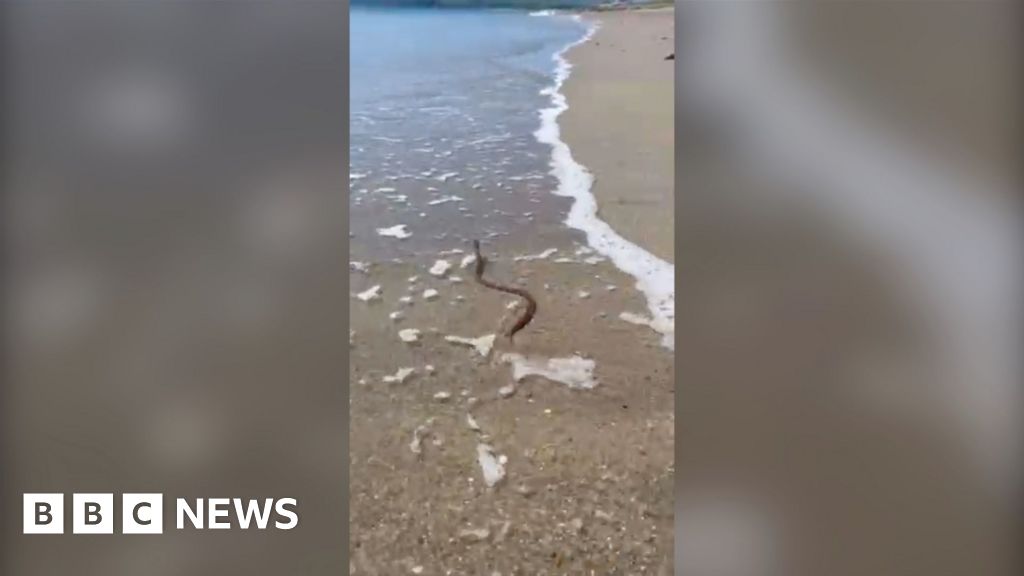 Pwllheli: Surfing snake spotted on north Wales beach - BBC News