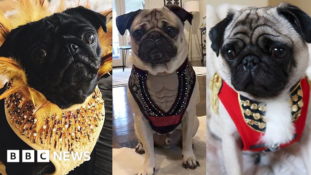 Doug the Pug and Swirly Queen outfit designer talks about her creations ...