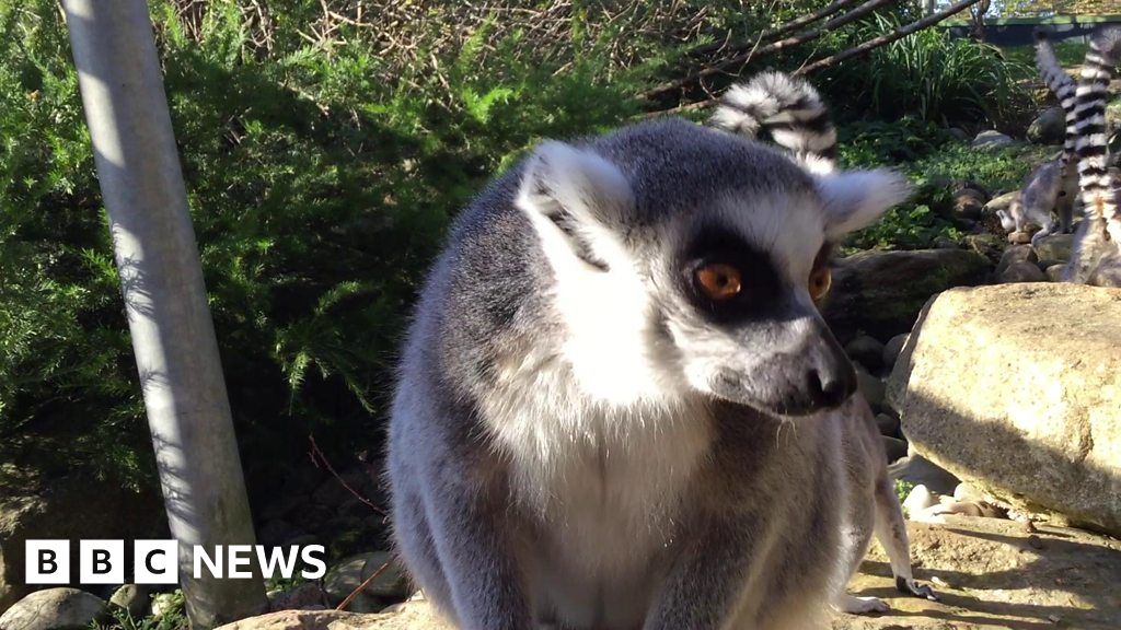 World Lemur Day at Bristol Zoo: Protecting an endangered species