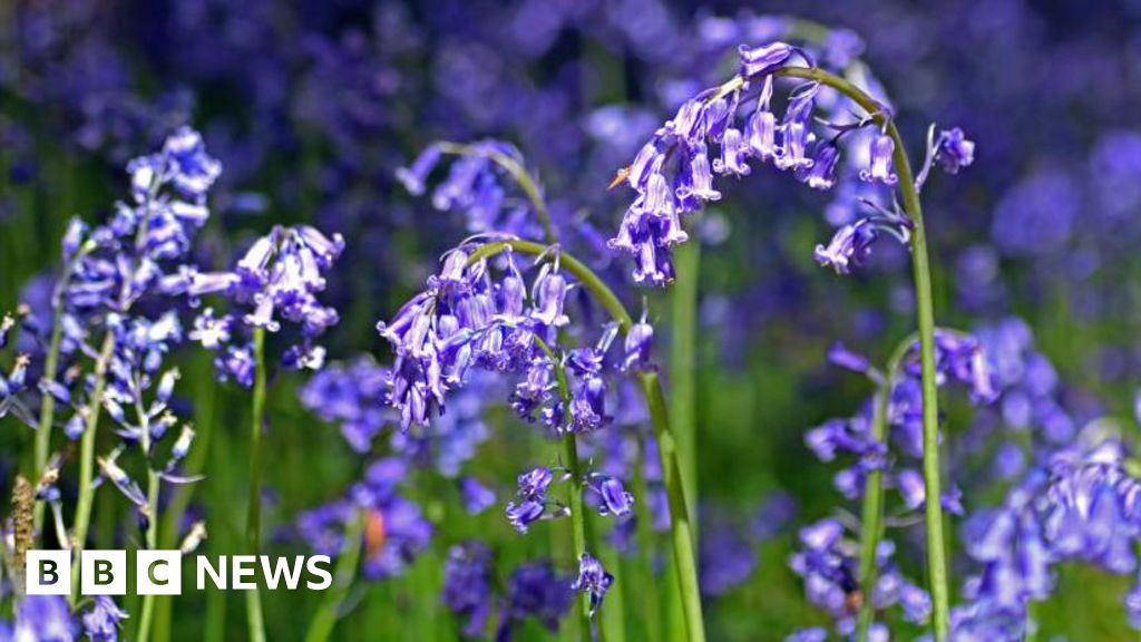 Hertfordshire bluebells destroyed by motorbikes in ancient wood