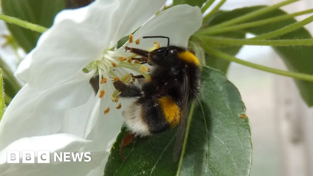 Pesticide exposure in bumblebees 'harms pollination' - BBC News