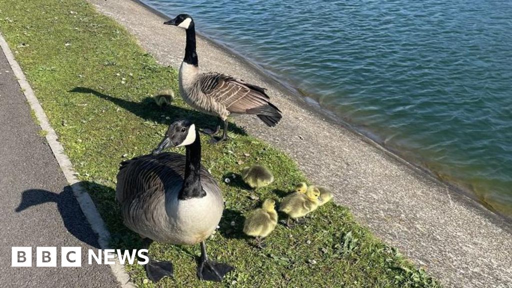 Goose protecting young attacked by dog in Lytham St Annes
