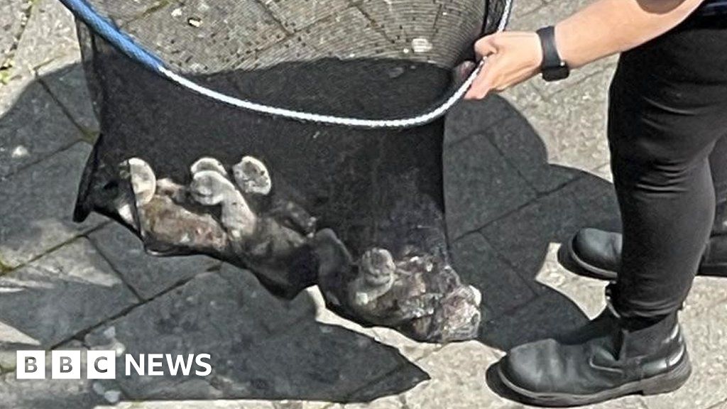Nash Mills: Nine baby swans saved after being washed away - BBC News