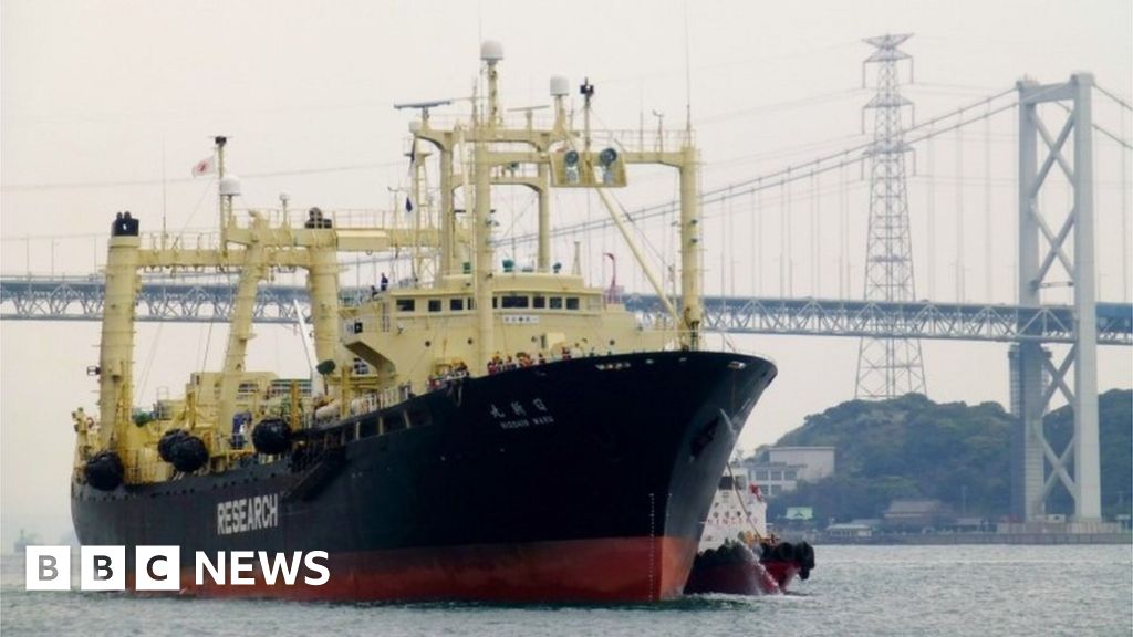 Japanese whaling: why the hunts go on - BBC News