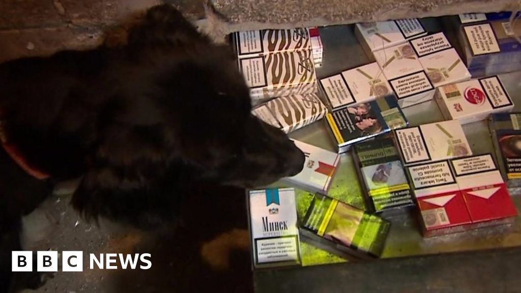 Illegal cigarettes: How sniffer dogs uncover illicit trade - BBC News