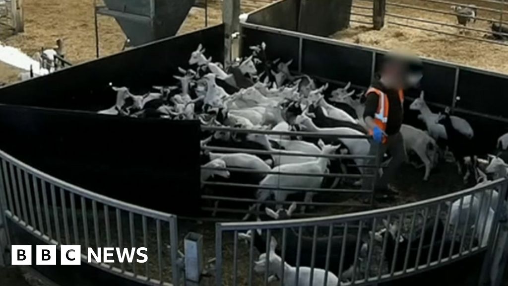 Investigation into animal abuse on goat farm