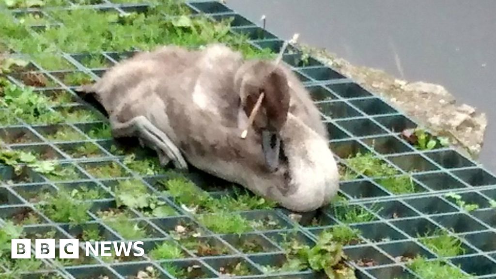 Crossbow missed swan's brain 'by millimetres' - BBC News