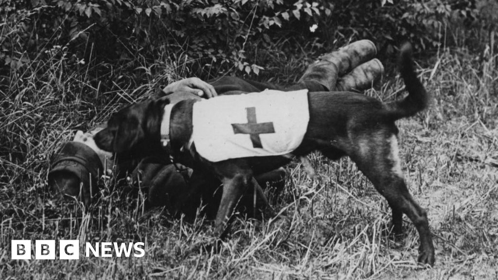 Animals at war part of Heckington 10,000 poppy exhibition - BBC News