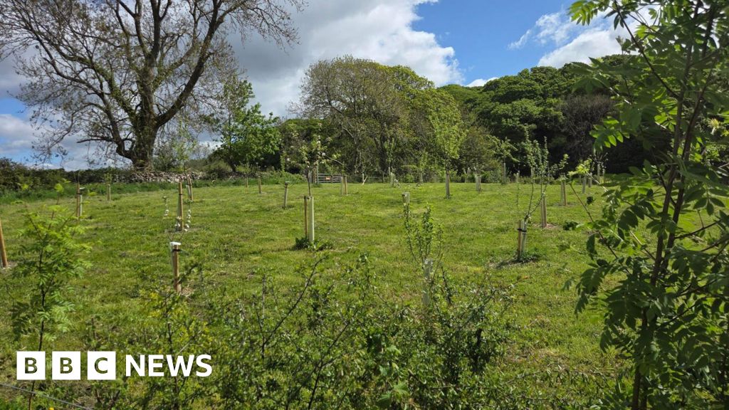 Westmorland and Furness trials Japanese method to plant trees