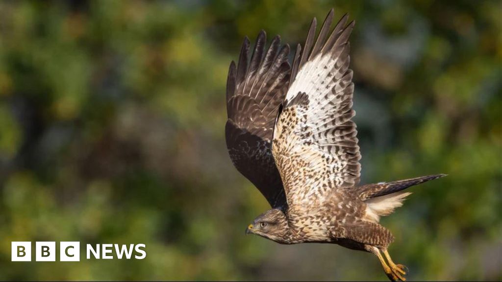 Appeal after buzzard killed in North York Moors National Park