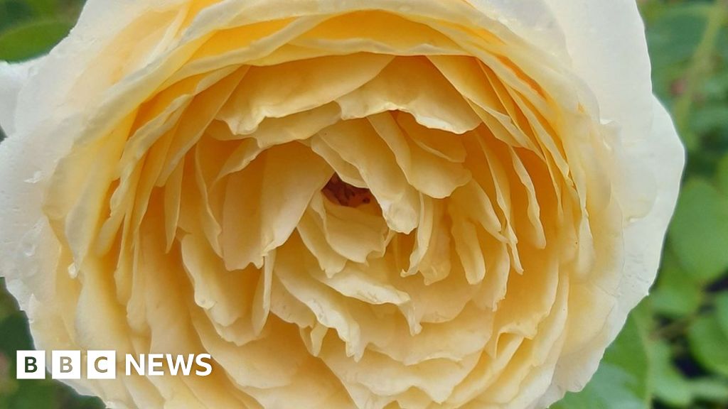 Buckingham Palace: Black Welsh gardener's rose planted - BBC News