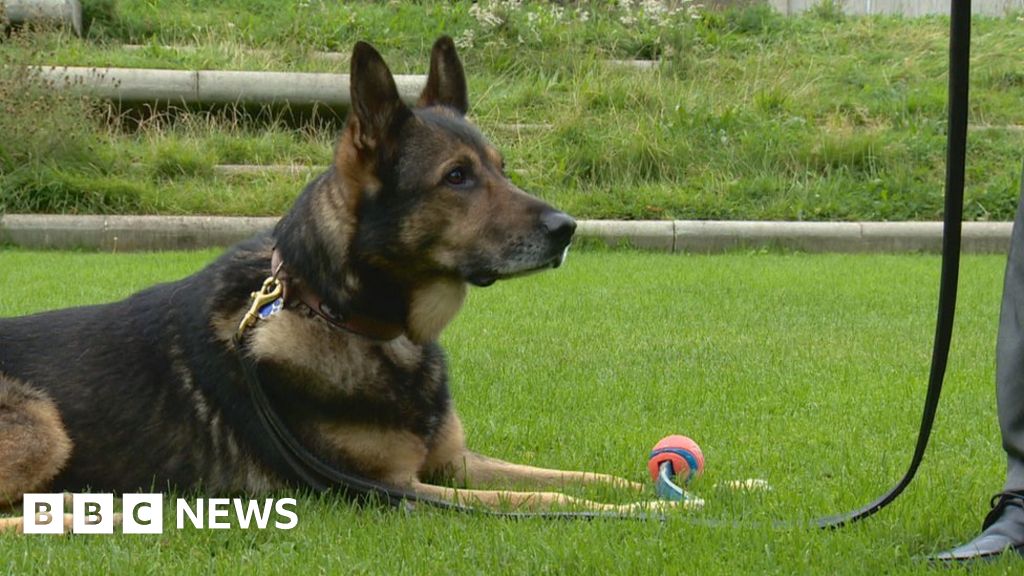 Police dog Finn's law to be implemented in Scotland - BBC News