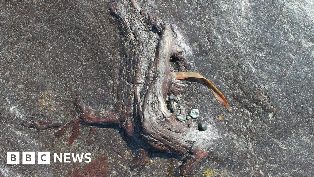 'Incredibly rare' find in Western Isles prehistoric forest