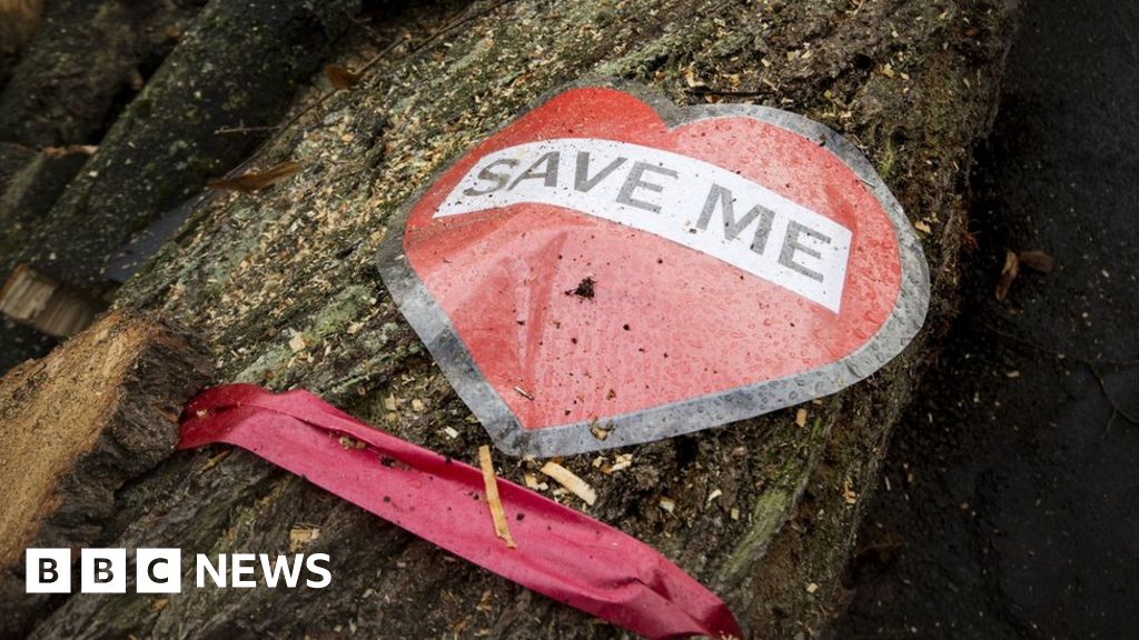 Sheffield tree protesters win wrongful arrest payout - BBC News
