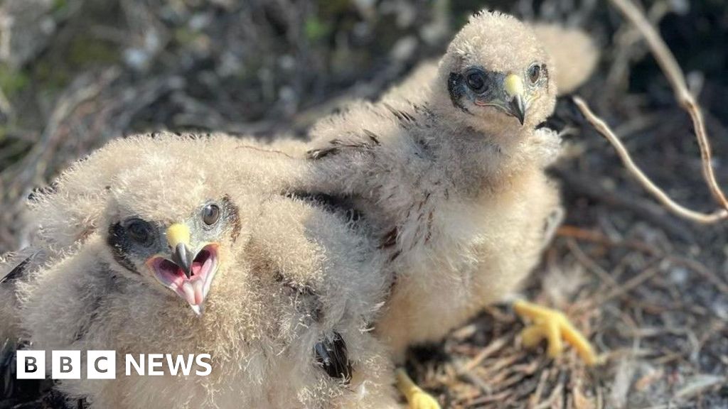 Cumbria and Lancashire hen harrier chicks fledge