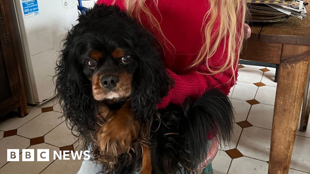 Owner says microchipped dog wrongly sent to pound