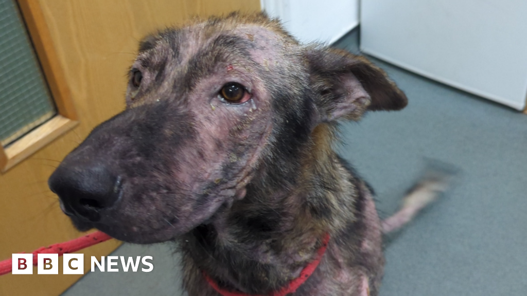 Ban for Hull man who left German shepherd Simba 'looking like a hyena'