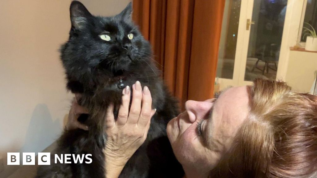 Missing cat: Woman reunited with pet after six years - BBC News