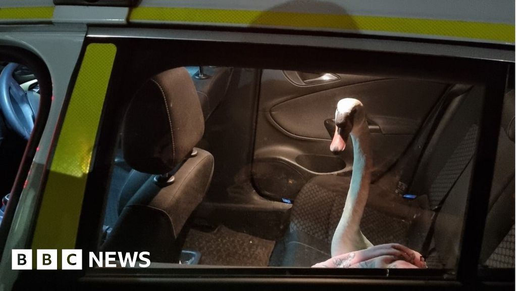 Plymouth police give collision fear swan lift to vets - BBC News