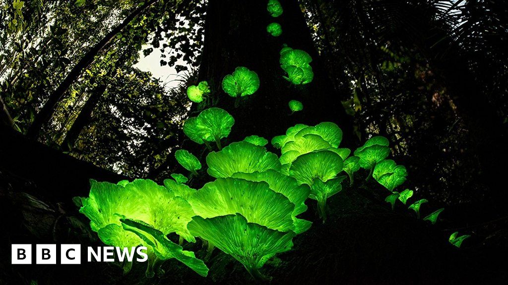 'Mushroom magic' glows in an Australian rainforest - BBC News