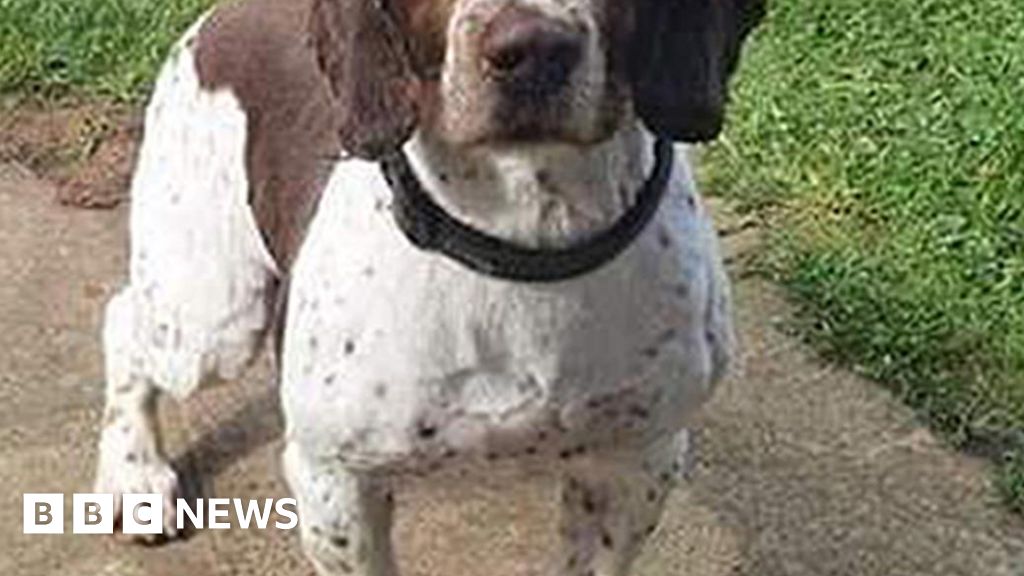 Drug dog Bailey saved by police animal charity