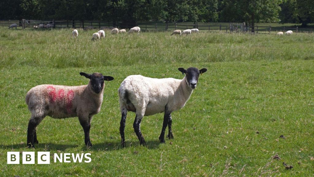 Five sheep killed in dog attack in Farthinghoe, police say