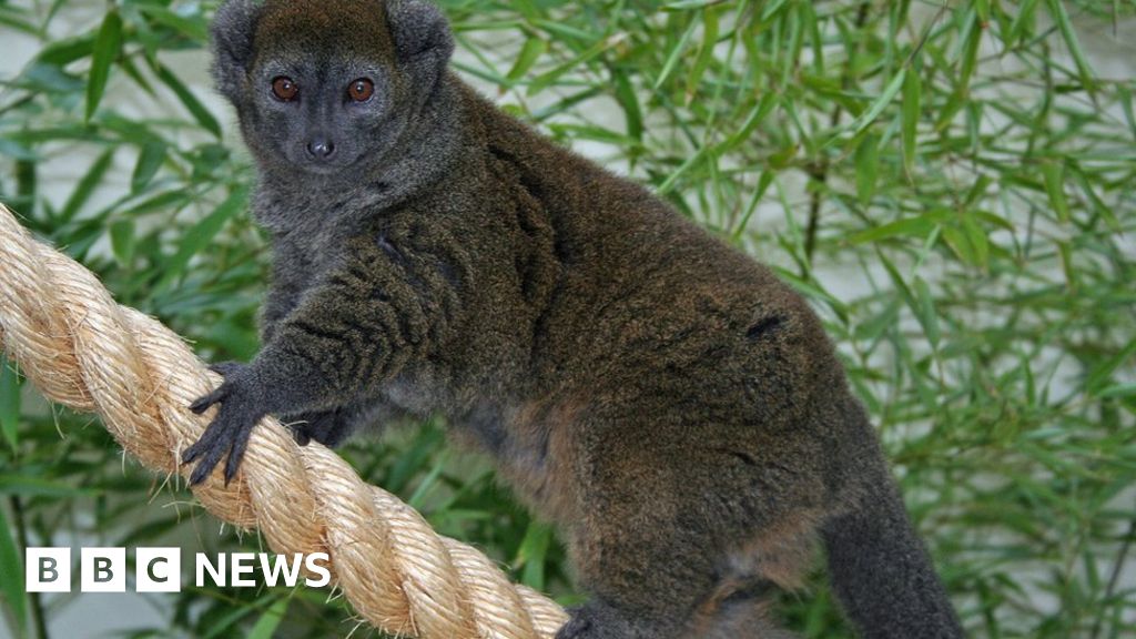 Two lemurs found dead after Curraghs Wildlife Park fire - BBC News
