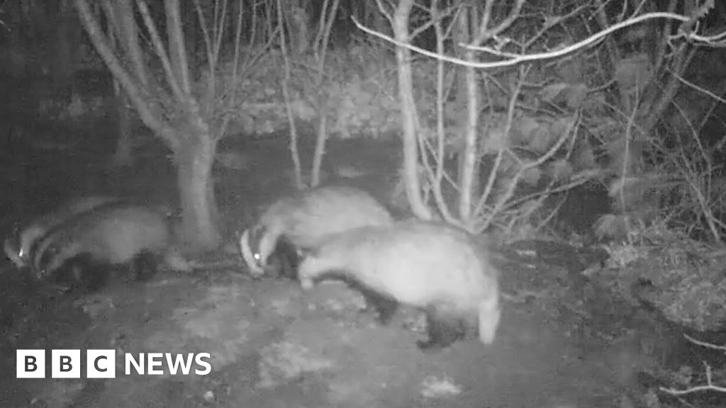 Urban badgers 'found among fly-tipping' - BBC News
