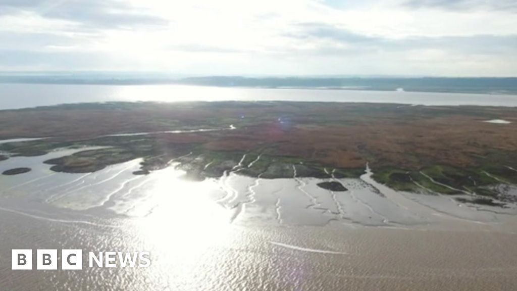 New Humber Estuary island becomes nature reserve - BBC News