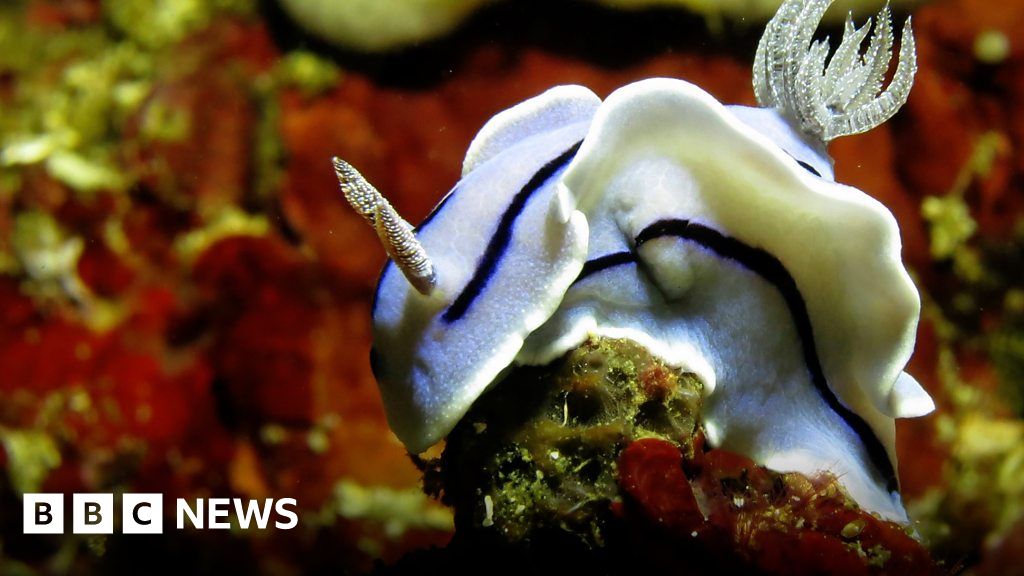 Portsmouth researchers reveal sea slug eating habits - BBC News