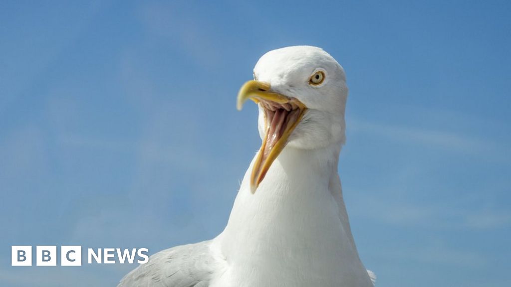 Bath: Call for action over gulls after 'vicious' M&S attack - BBC News