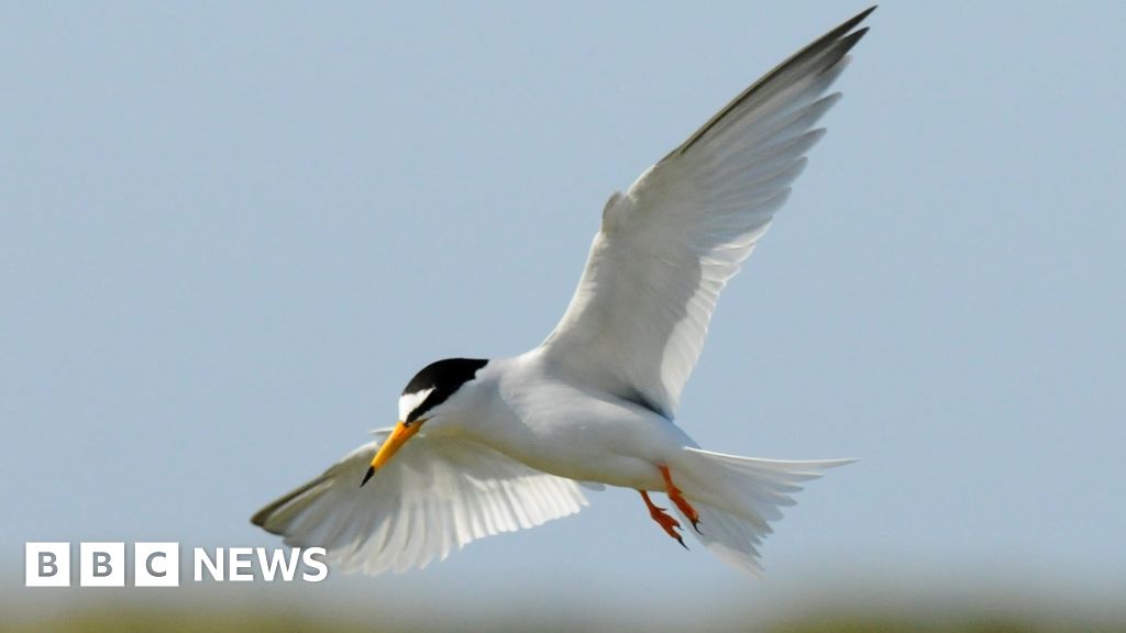 Isles offer hope to little terns, say RSPB Scotland - BBC News