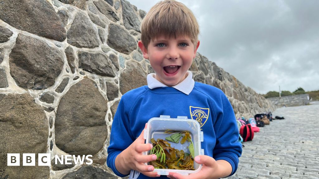 Guernsey school children forage for seaweed with chef - BBC News