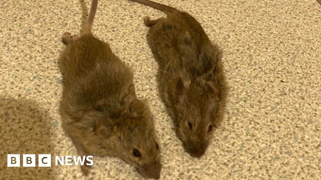 Leicester man forced out of flat after rodent 'infestation' - BBC News