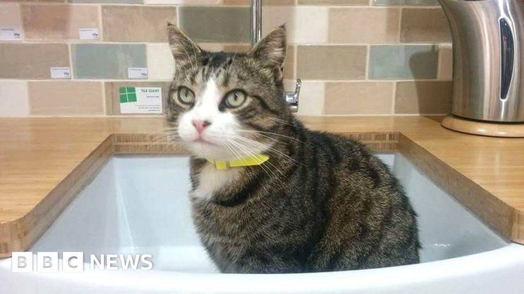 Bicester: Tributes to DIY store cat run over in car park - BBC News