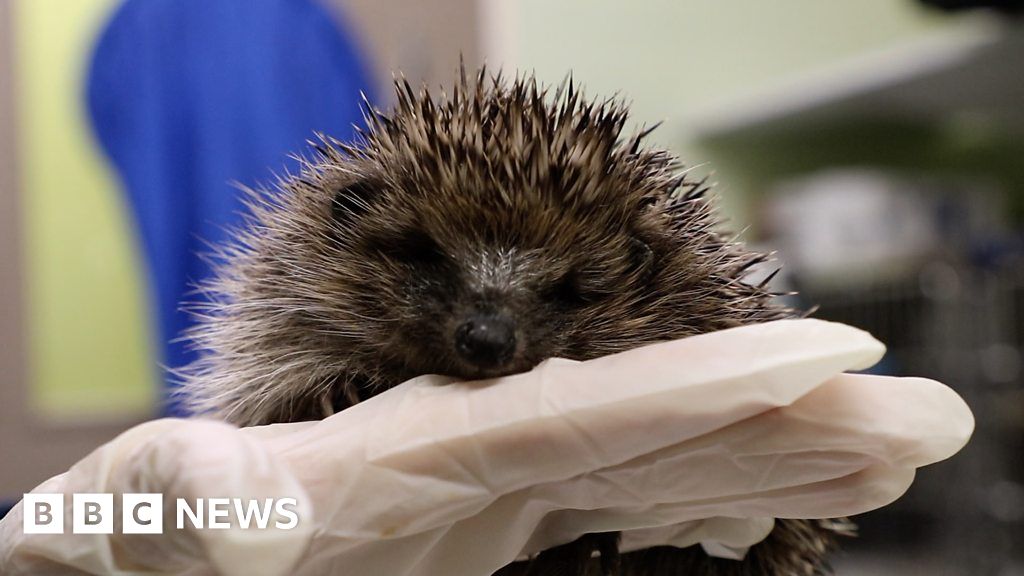 Nantwich wildlife centre 'inundated' with poorly hedgehogs - BBC News