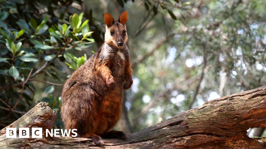 Australia fires: 113 animal species 'need emergency help' - BBC News