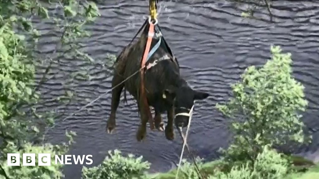 Cow rescued by Crammel Linn waterfall near Gilsland - BBC News