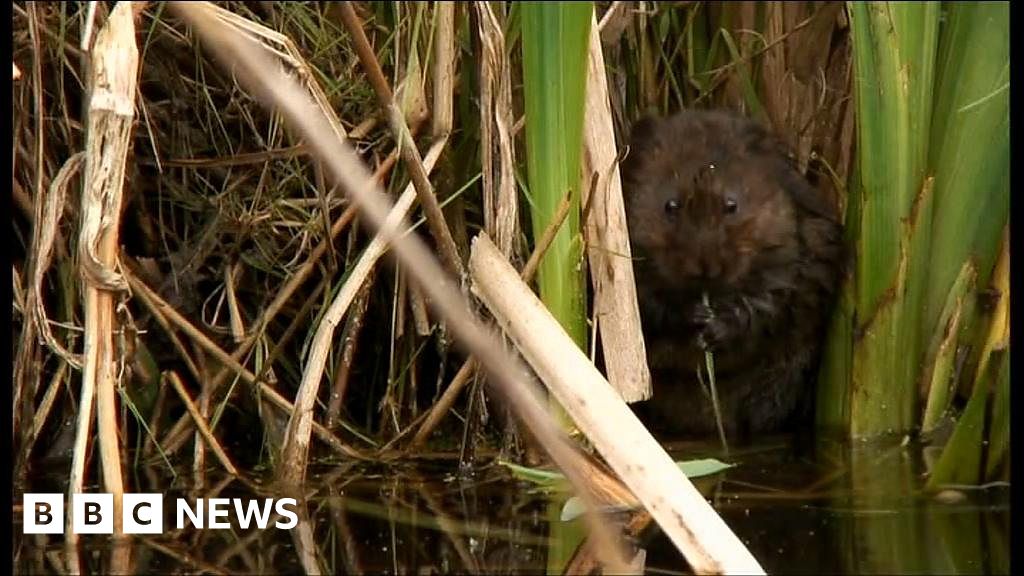 Endangered water vole to be helped by flood prevention work - BBC News