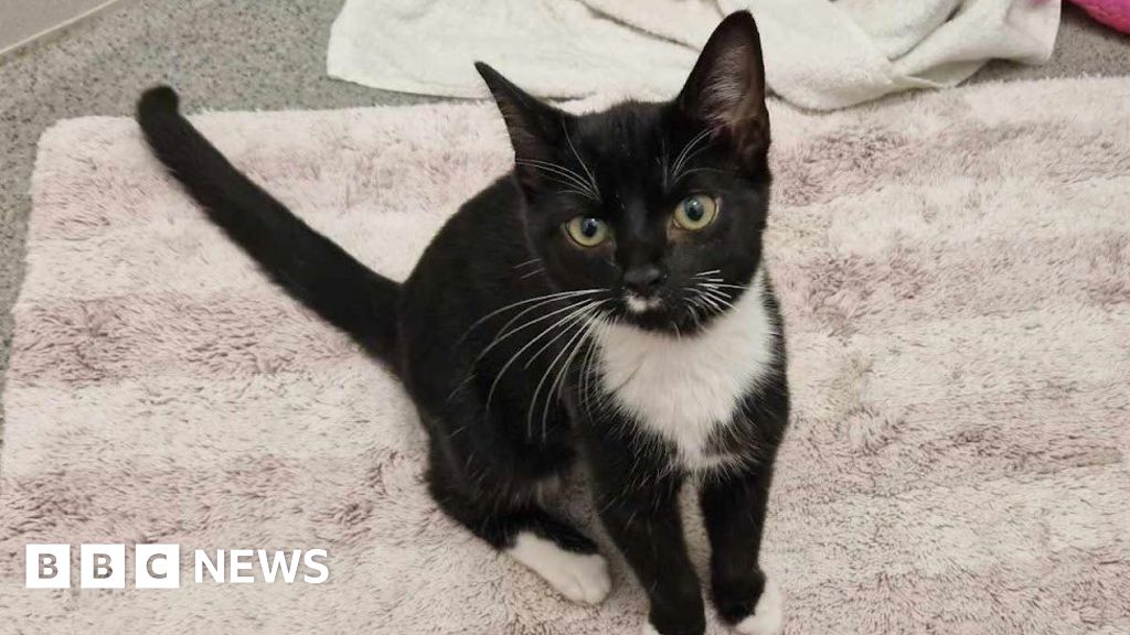 RSPCA in Sheffield seeks homes for kittens thrown from car - BBC News