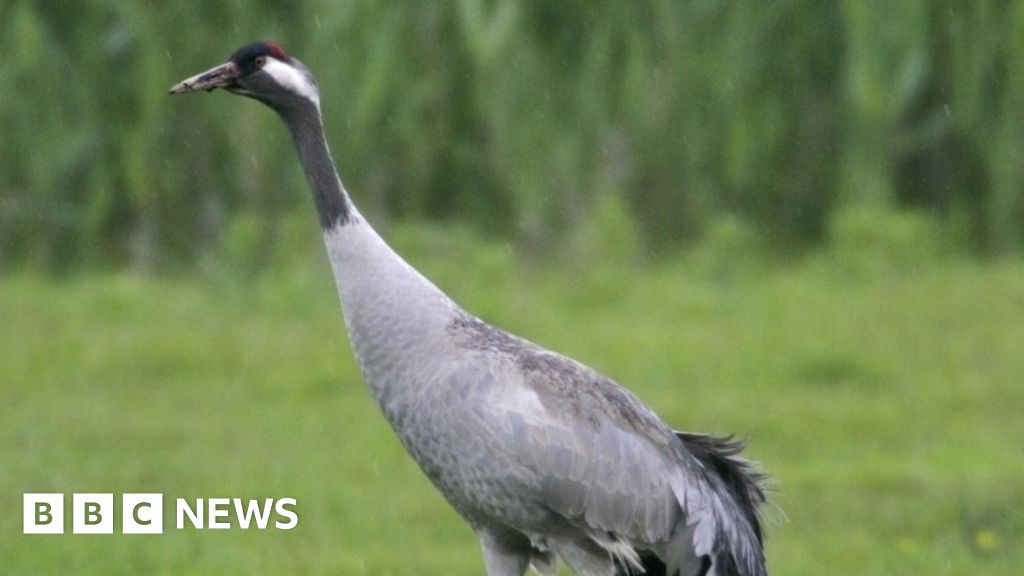 First Welsh-born crane to take to skies in 400 years - BBC News