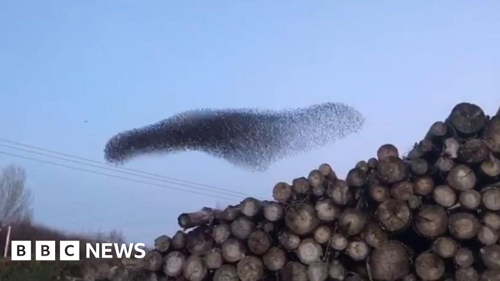 Mesmerising starling murmuration captured near Leominster - BBC News