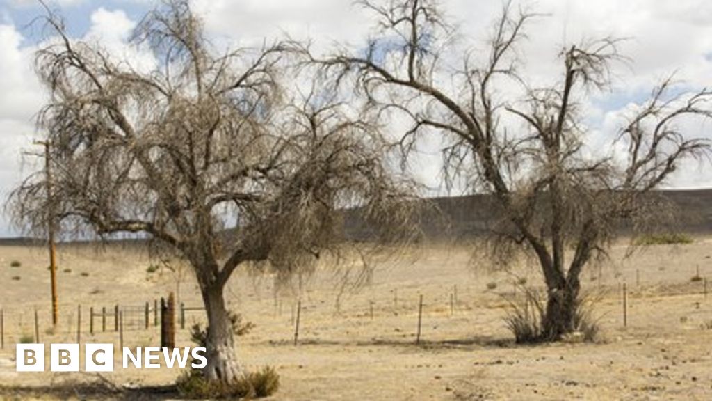 Genetically modified trees are being 'strangled' by red tape - BBC News