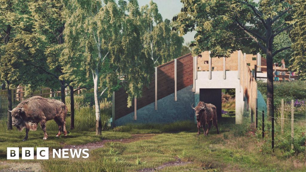 Kent bison: Bridges to give aerial views of roaming animals - BBC News