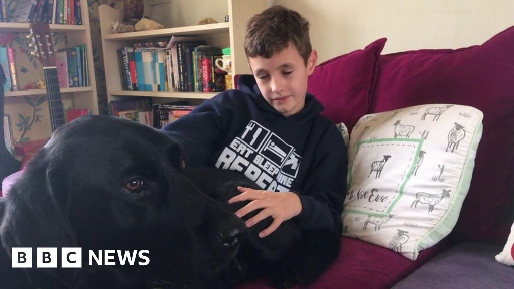 Autism assistance dog Rishi helps 11-year-old Jake