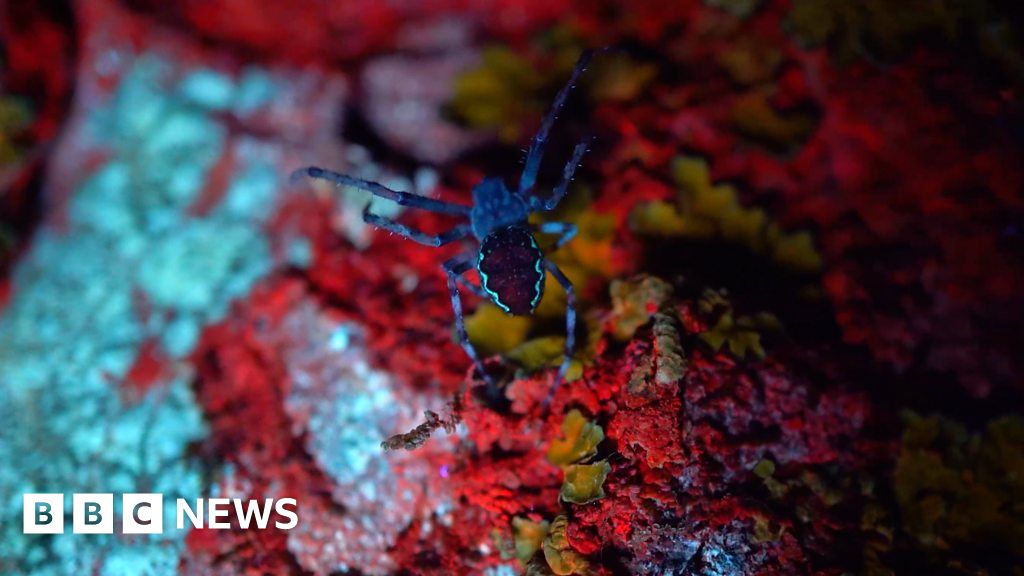 Biofluorescence: UV lights up forest hidden to human eyes - BBC News