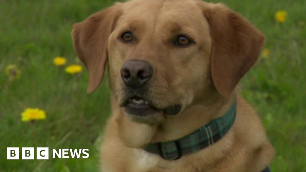 Durham Police therapy dog Ben to help officers' mental health - BBC News
