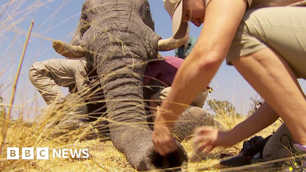 How to put an elephant to sleep - BBC News
