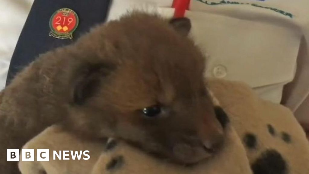 Burnt fox cub rescued after grass fire in Mountain Ash - BBC News